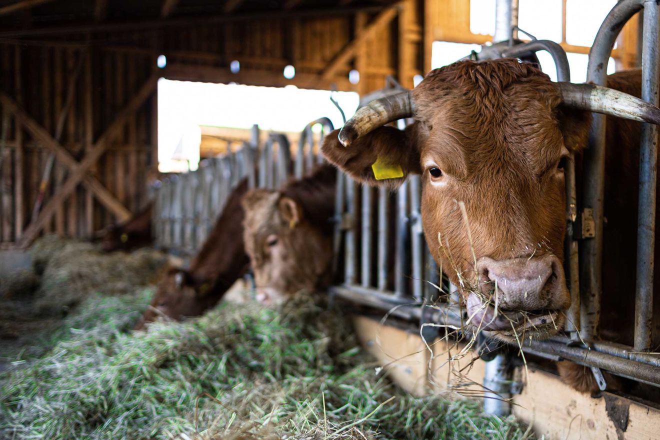 Hans Kupfer & Sohn GmbH & Co. KG - Hans Kupfer